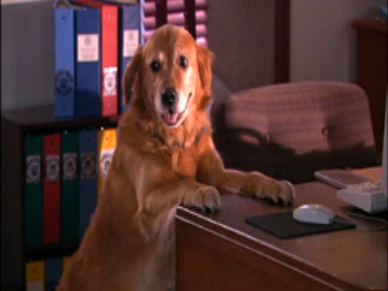 Prime Video: Sue Thomas F.B. Eye