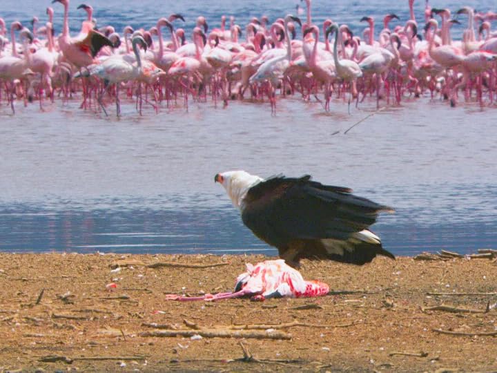 Prime Video: Earthflight - Season 1