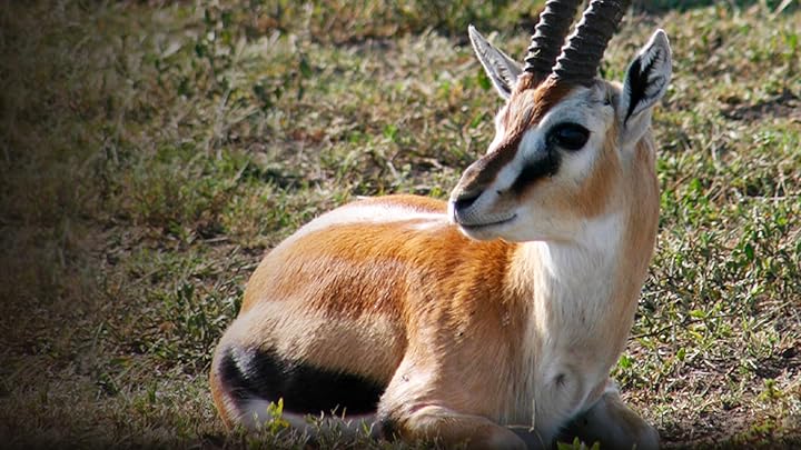 Prime Video: Fawn Identity