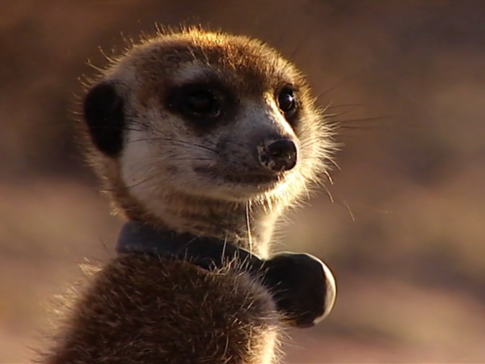 Meerkat Manor Flower Dies
