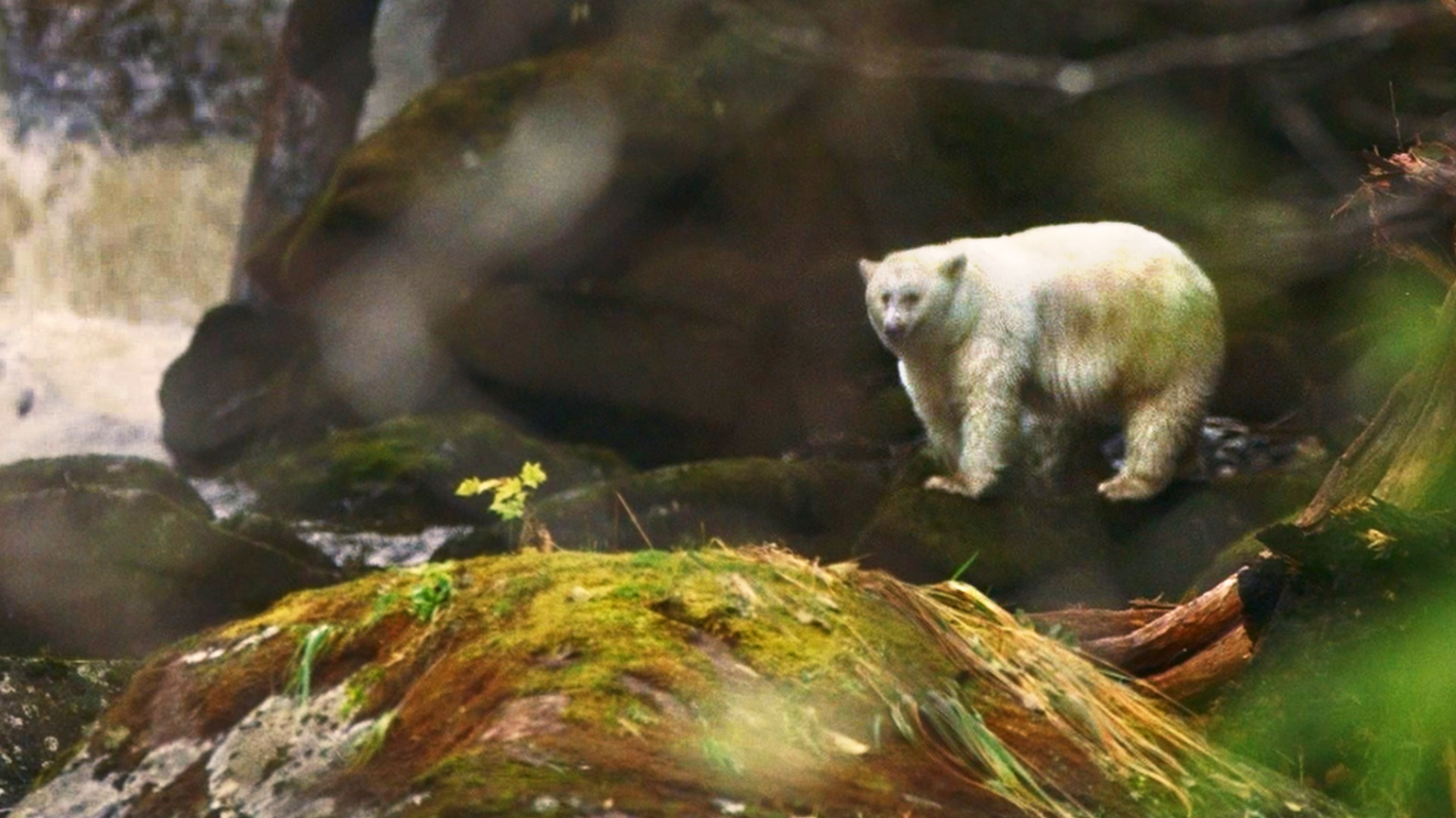 Prime Video: Kayak to Klemtu