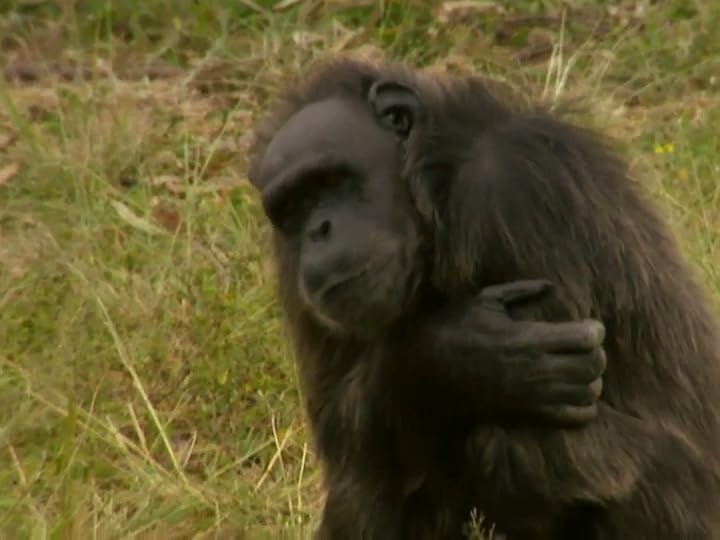 Prime Video: Escape to Chimp Eden - Season 2