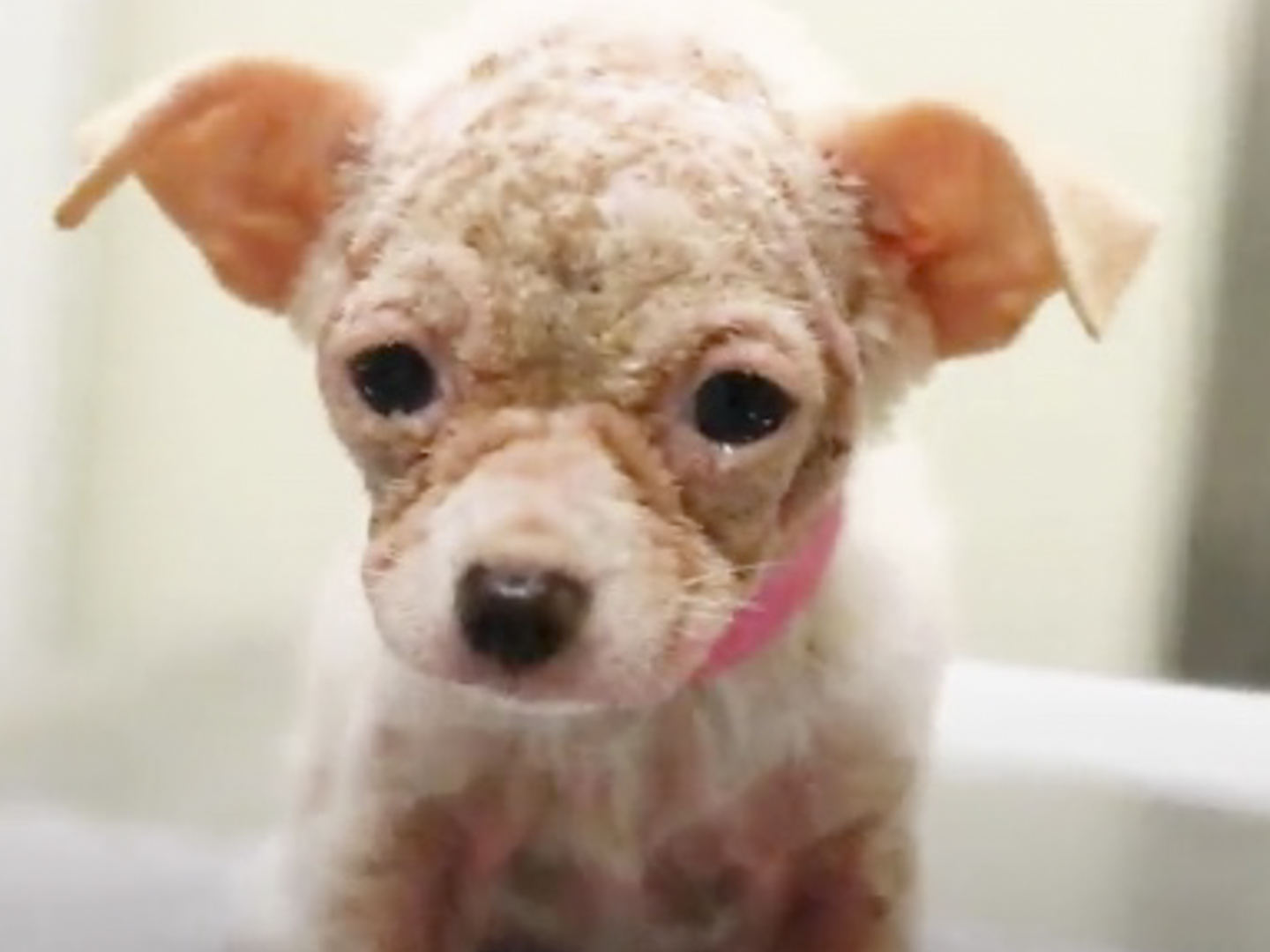 Prime Video: Little But Fierce - Season 4