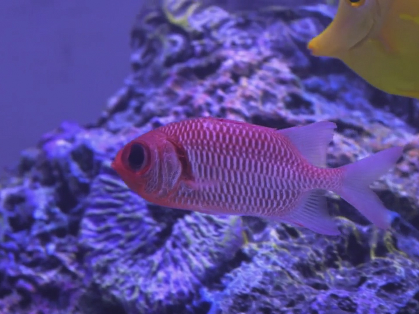 Prime Video: Tanked - Season 14