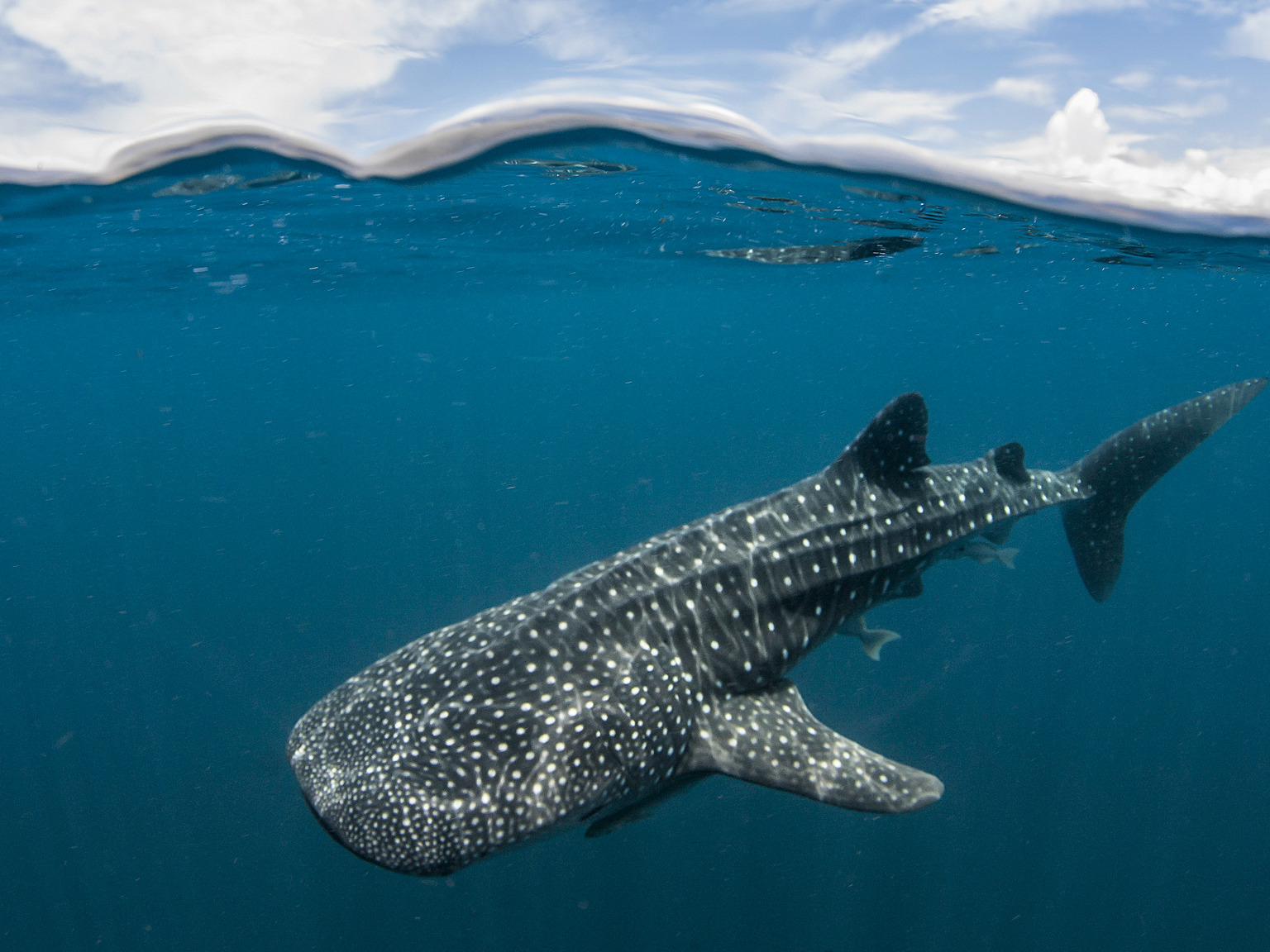Prime Video: Chasing Ocean Giants - Season 1