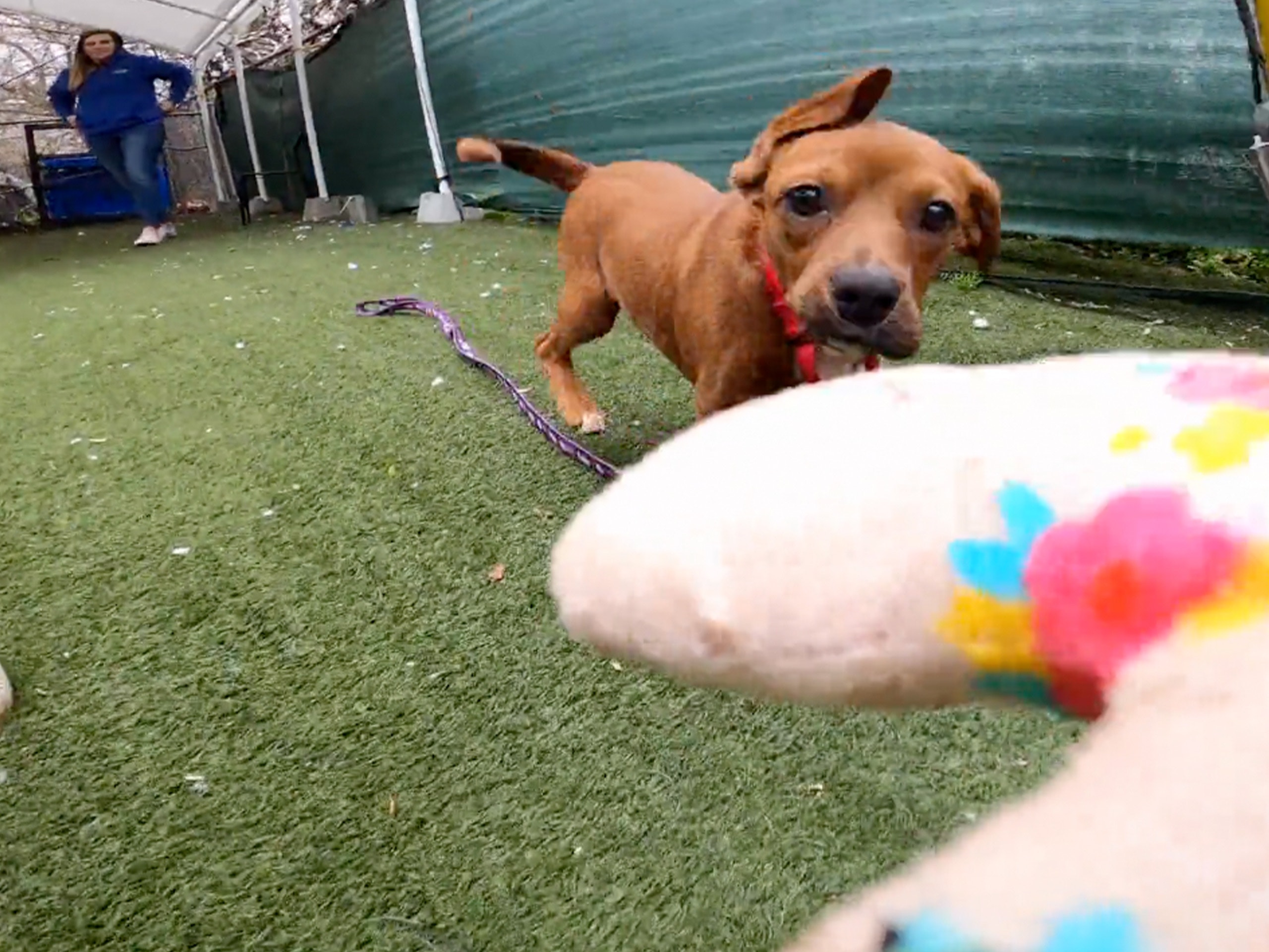 Prime Video: Danny Go!