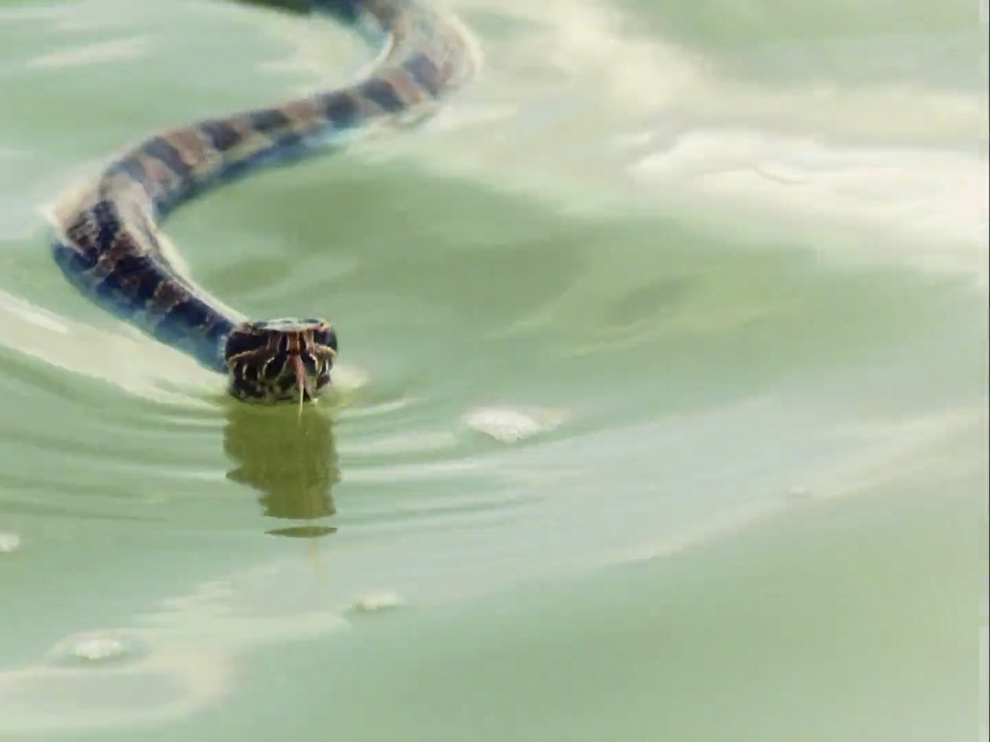 Prime Video: Swamp Wars - Season 3