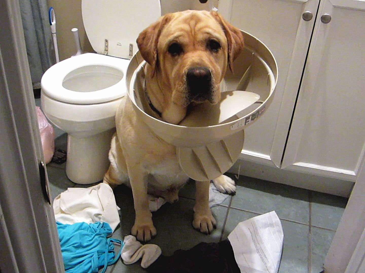 Prime Video: Bad Dog - Season 2