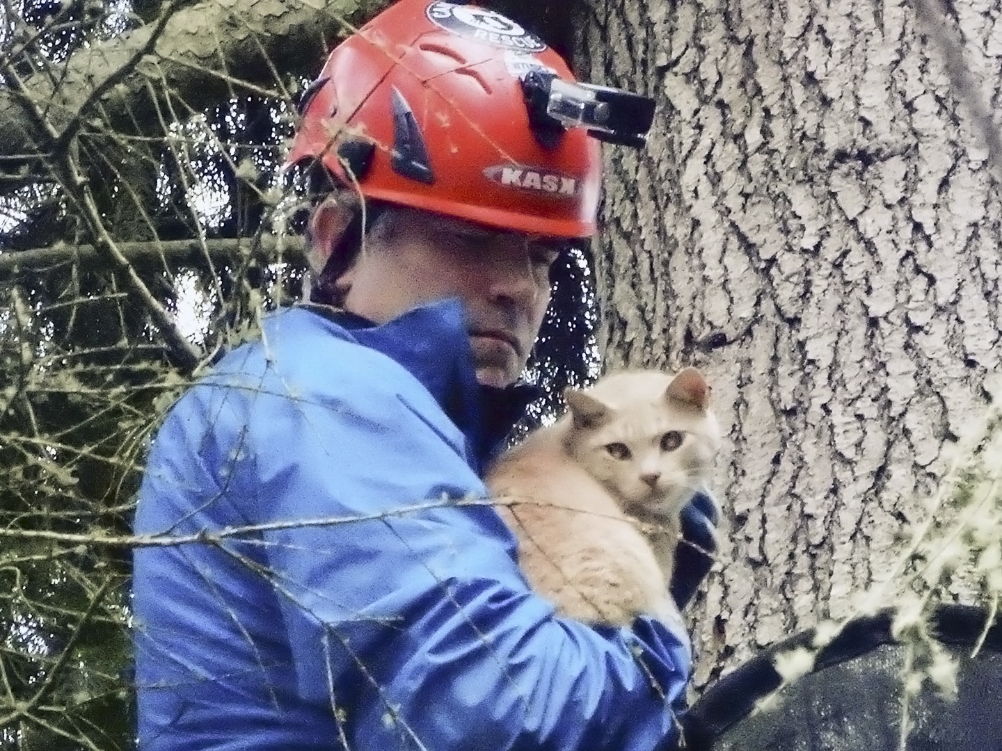 Prime Video: Treetop Cat Rescue - Season 1