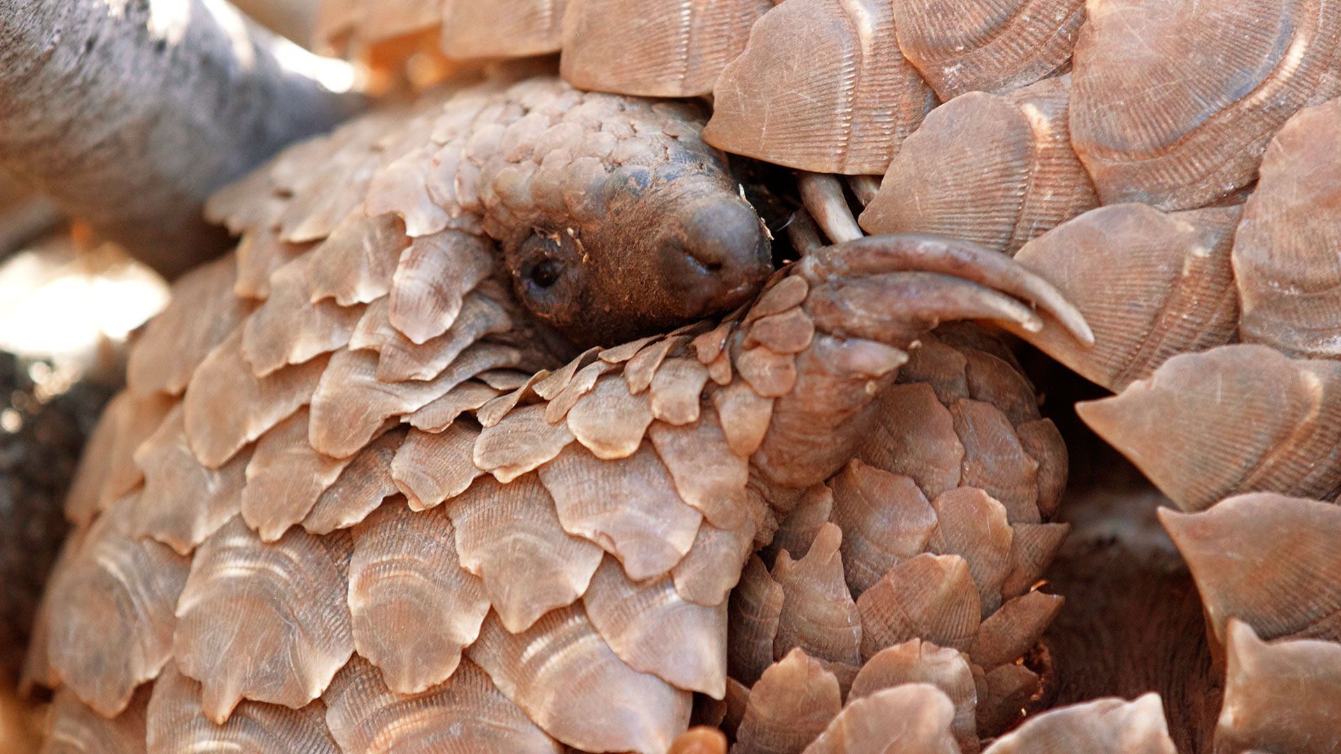 Prime Video: Pangolins The World's Most Wanted Animal