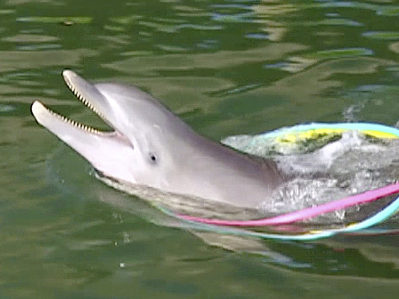 Prime Video: Dolphin Days - Season 1