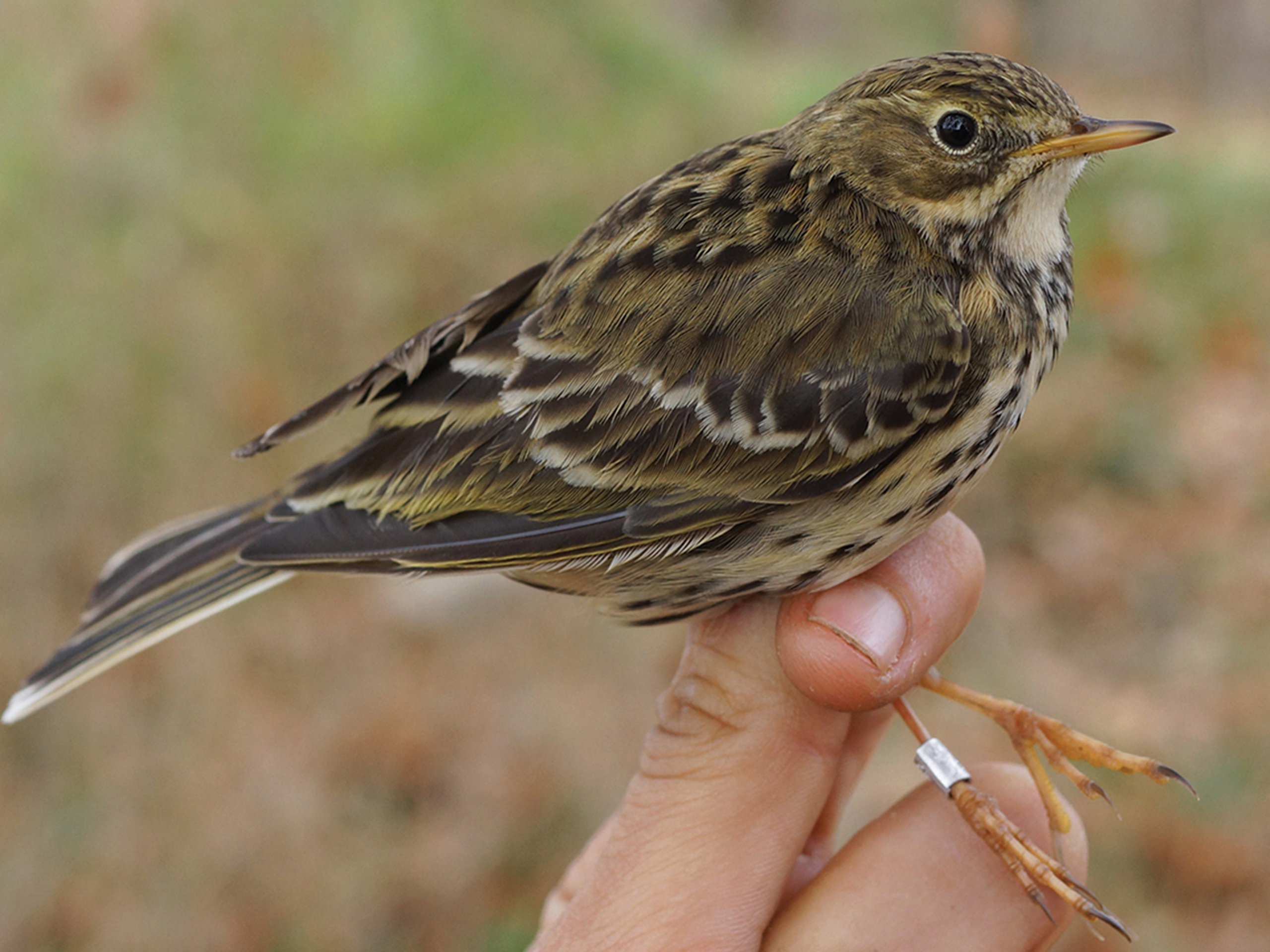 Prime Video: The National Geographic Guide to Birding in North America