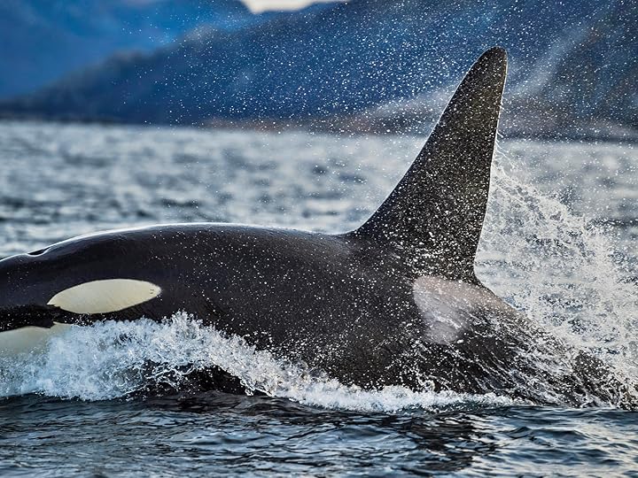 Prime Video: Chasing Ocean Giants - Season 1