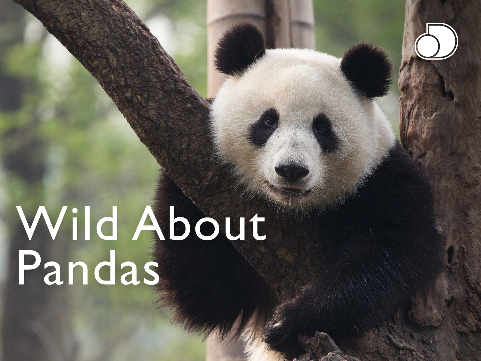 Prime Video: Wild About Pandas - Season 1