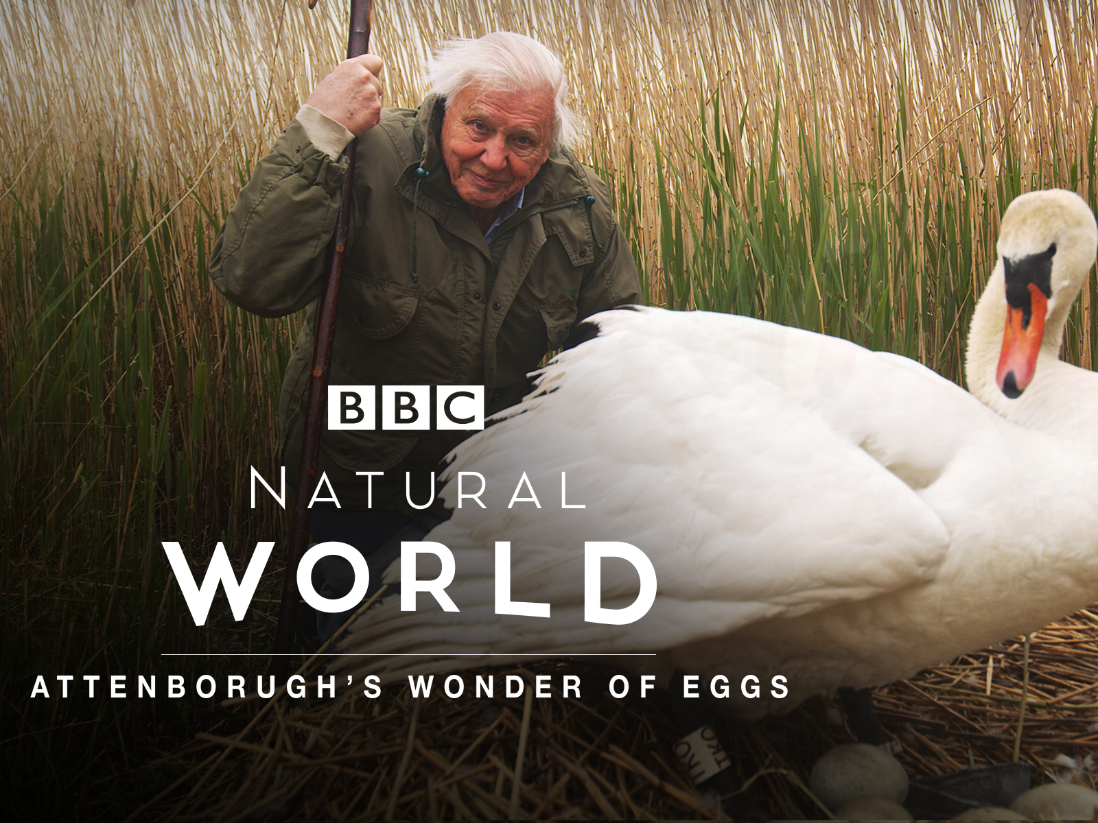 Prime Video: Natural World: Attenborough's Wonder Of Eggs - Season 1