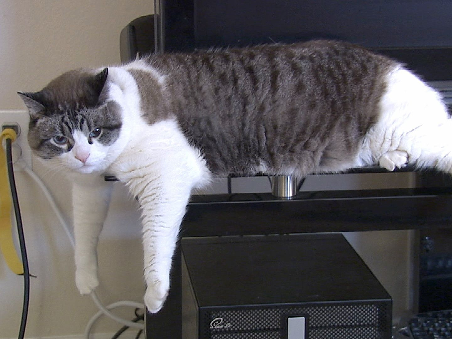 Prime Video: Bad Dog - Season 2