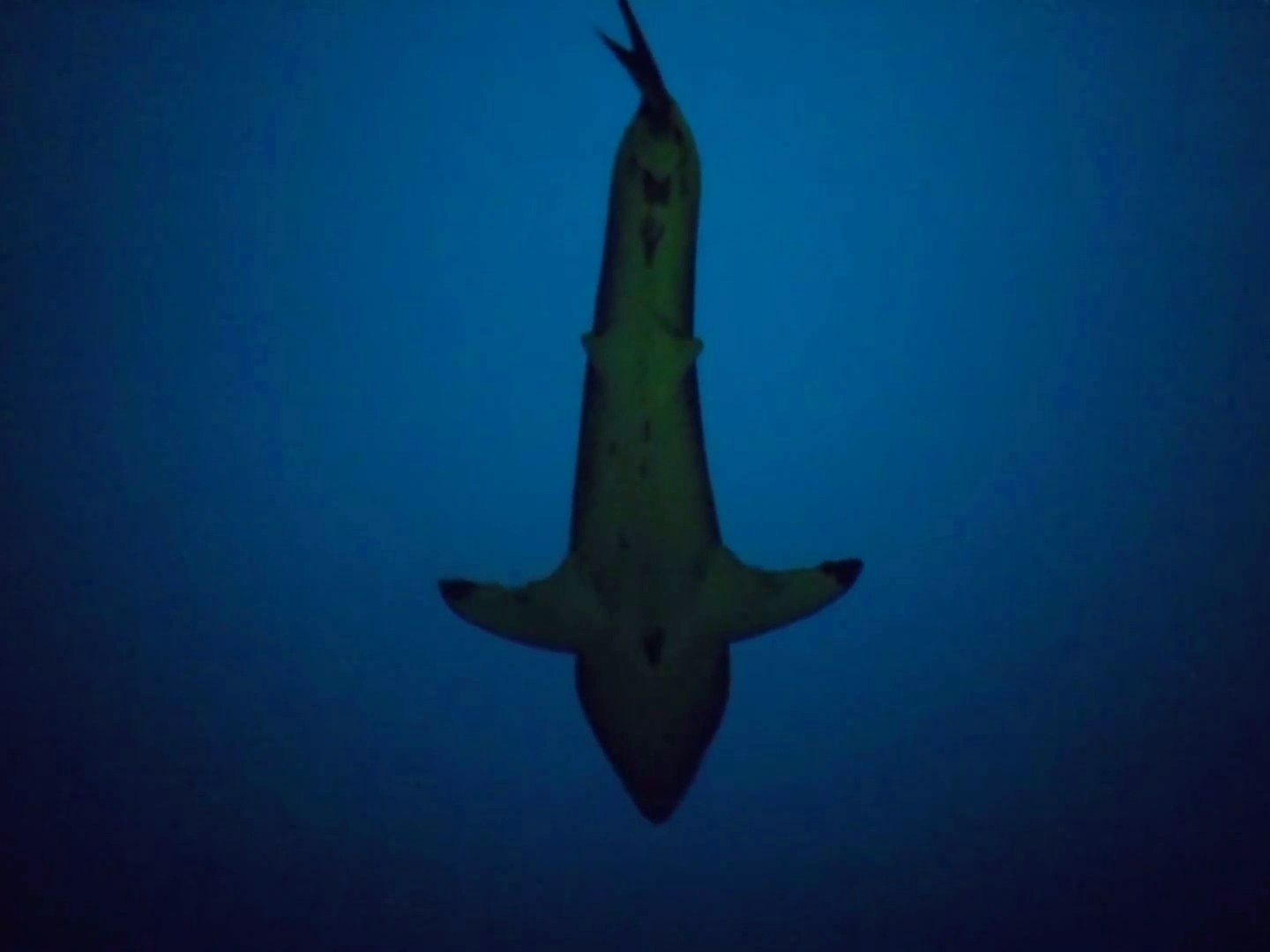 Prime Video: Shark Week - Season 2016