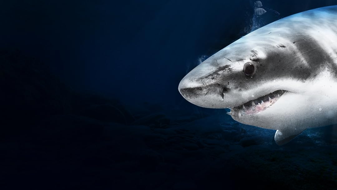 Prime Video: Ocean Predators