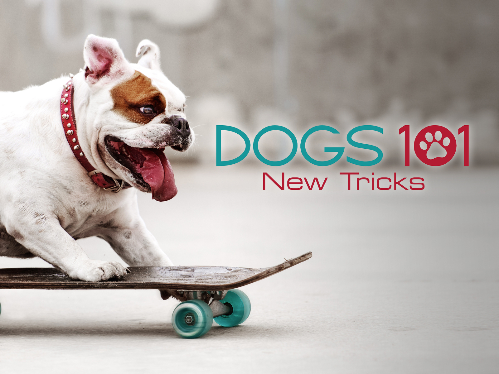 Prime Video: Dogs 101: New Tricks - Season 1