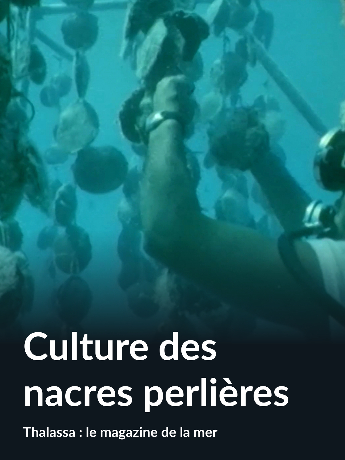 Prime Video: Culture des nacres perlières (Thalassa : le magazine de la ...