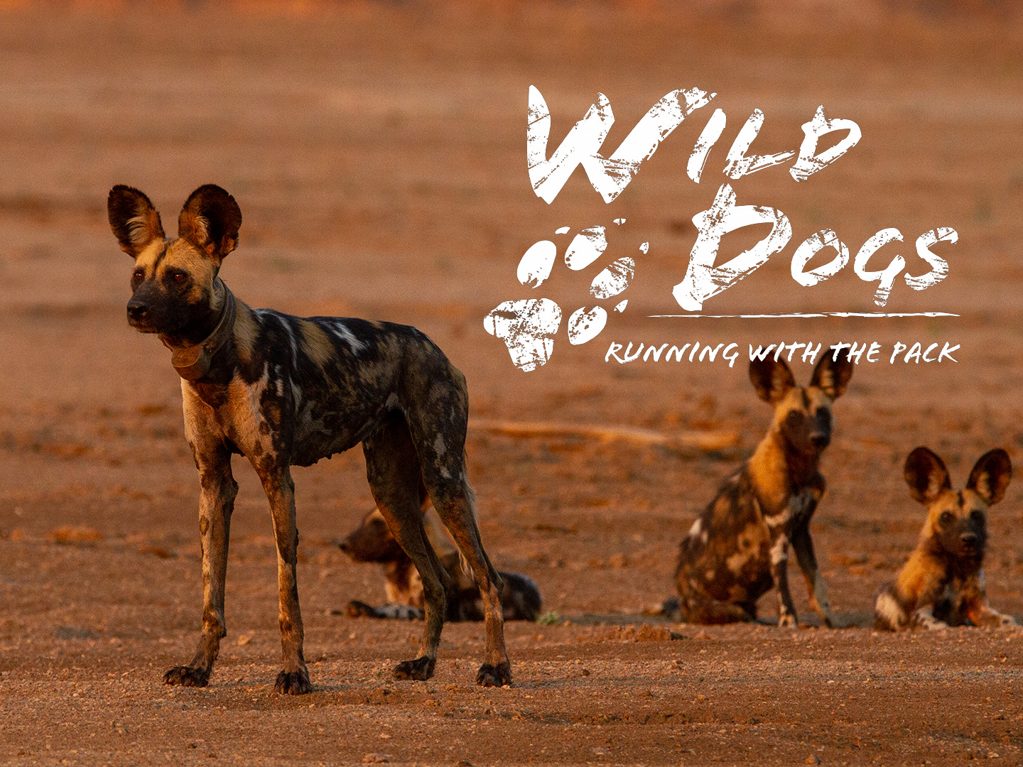 Prime Video: Wild Dogs Running With The Pack