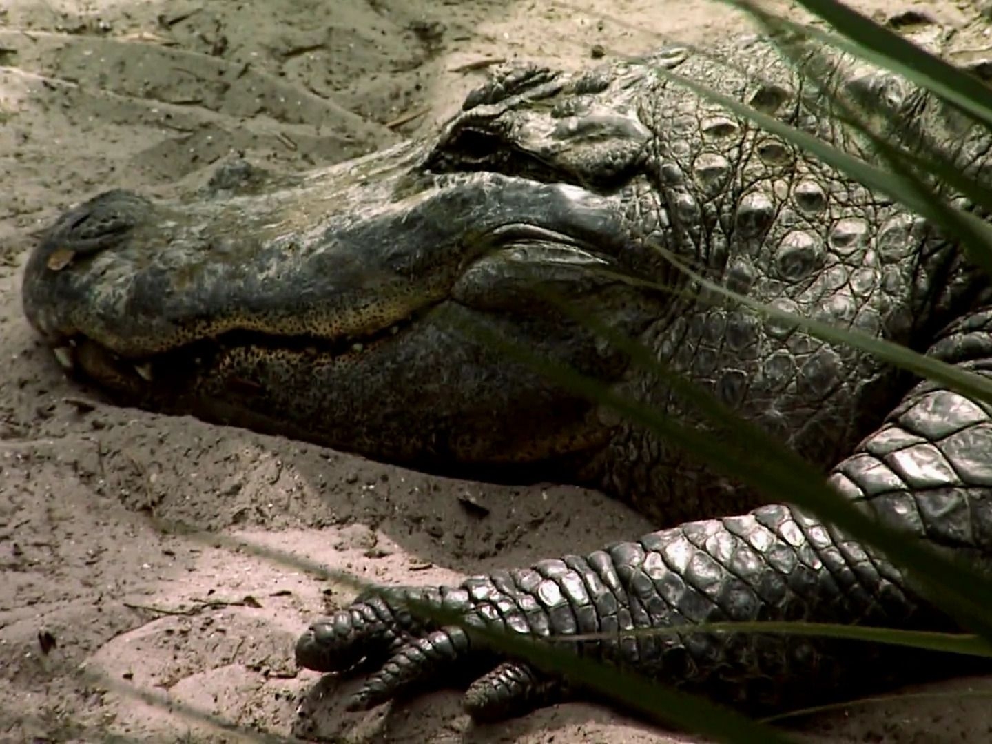 Prime Video: Swamp Brothers - Season 1