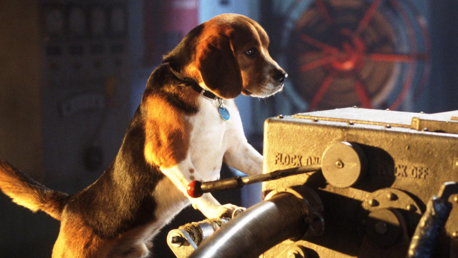 Watch Cats & Dogs | Prime Video