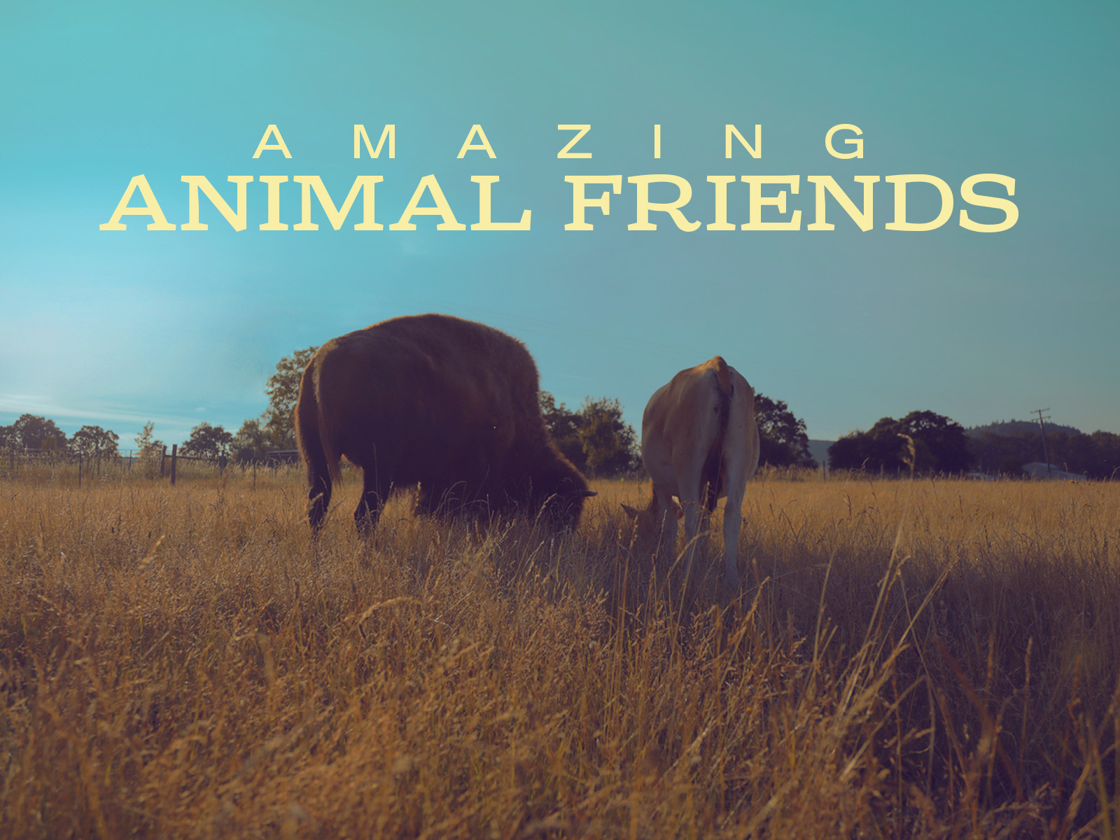 Prime Video: Amazing Animal Friends - Season 1