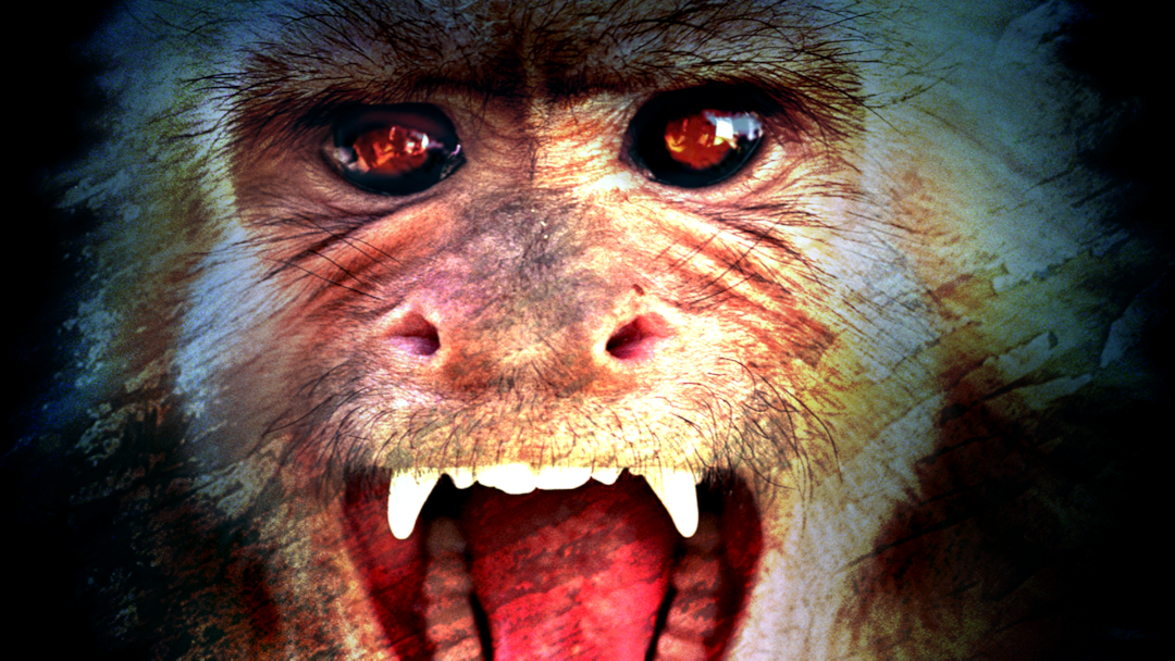 Prime Video: Blood Monkey