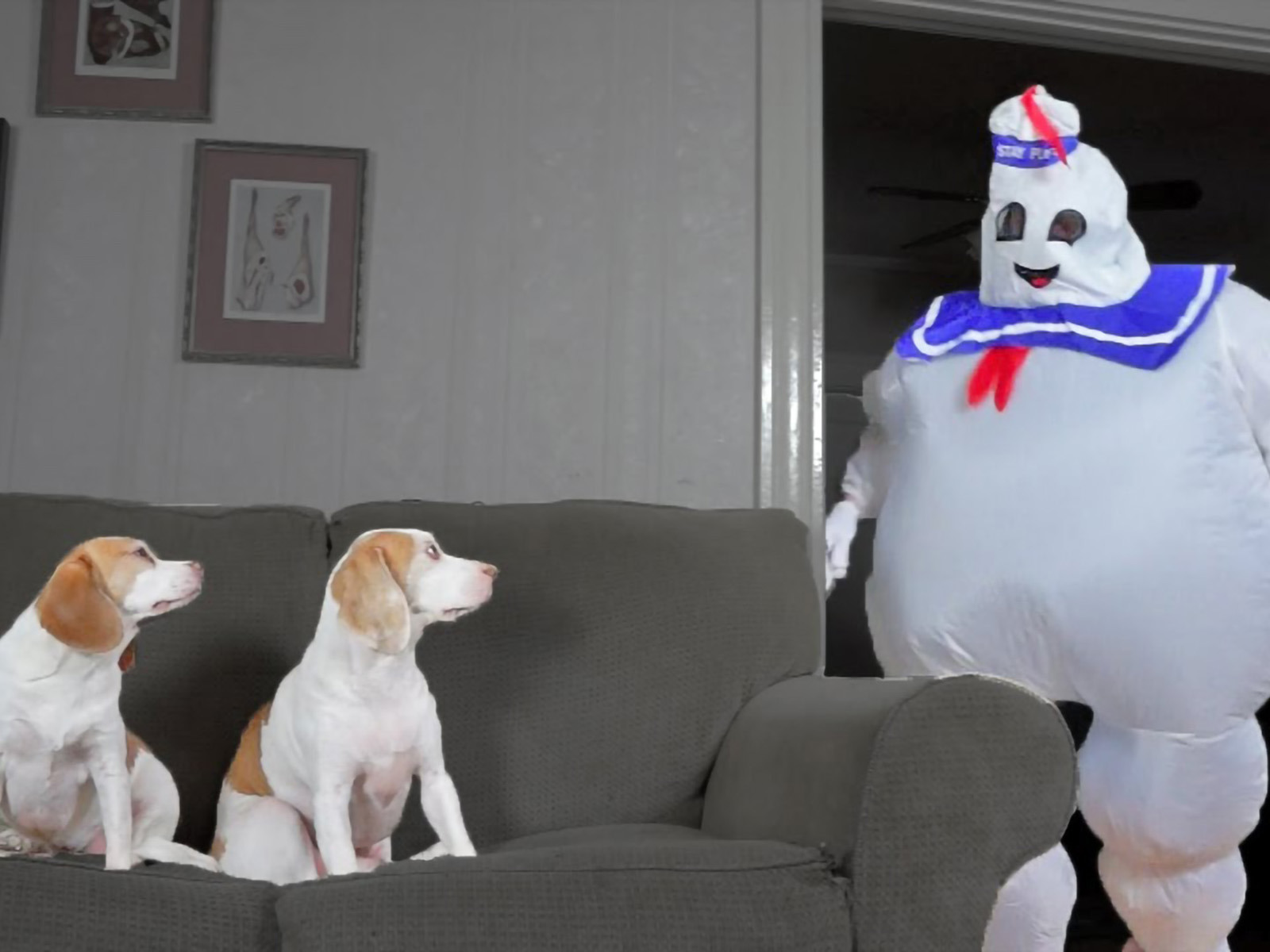 Prime Video: Maymo Gets Pranked