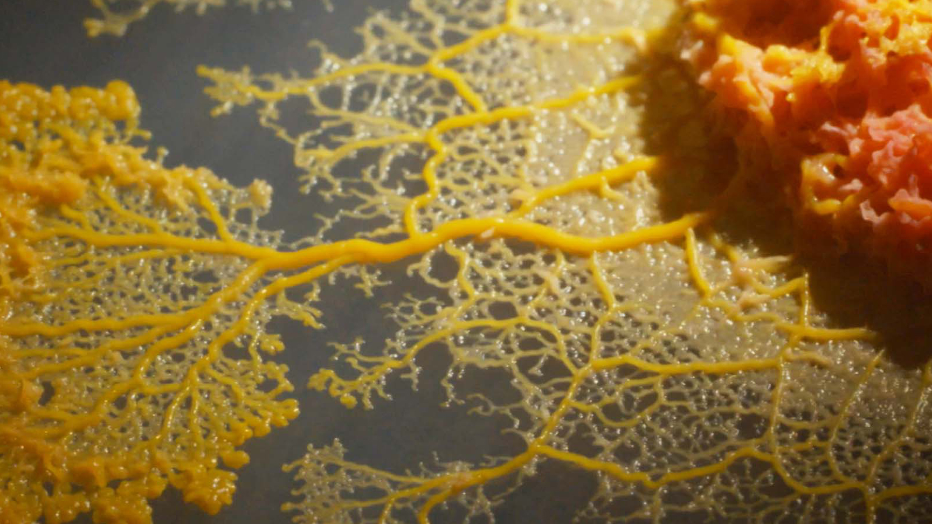 Amazon.de: Der Blob - Schleimiger Superorganismus ansehen | Prime Video