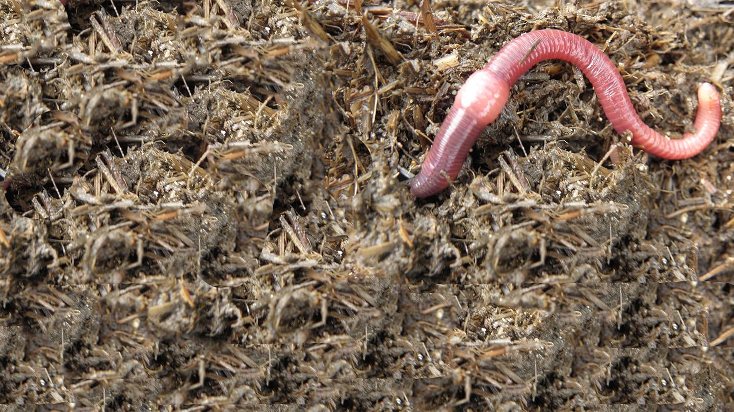 Watch Super Worm | Prime Video