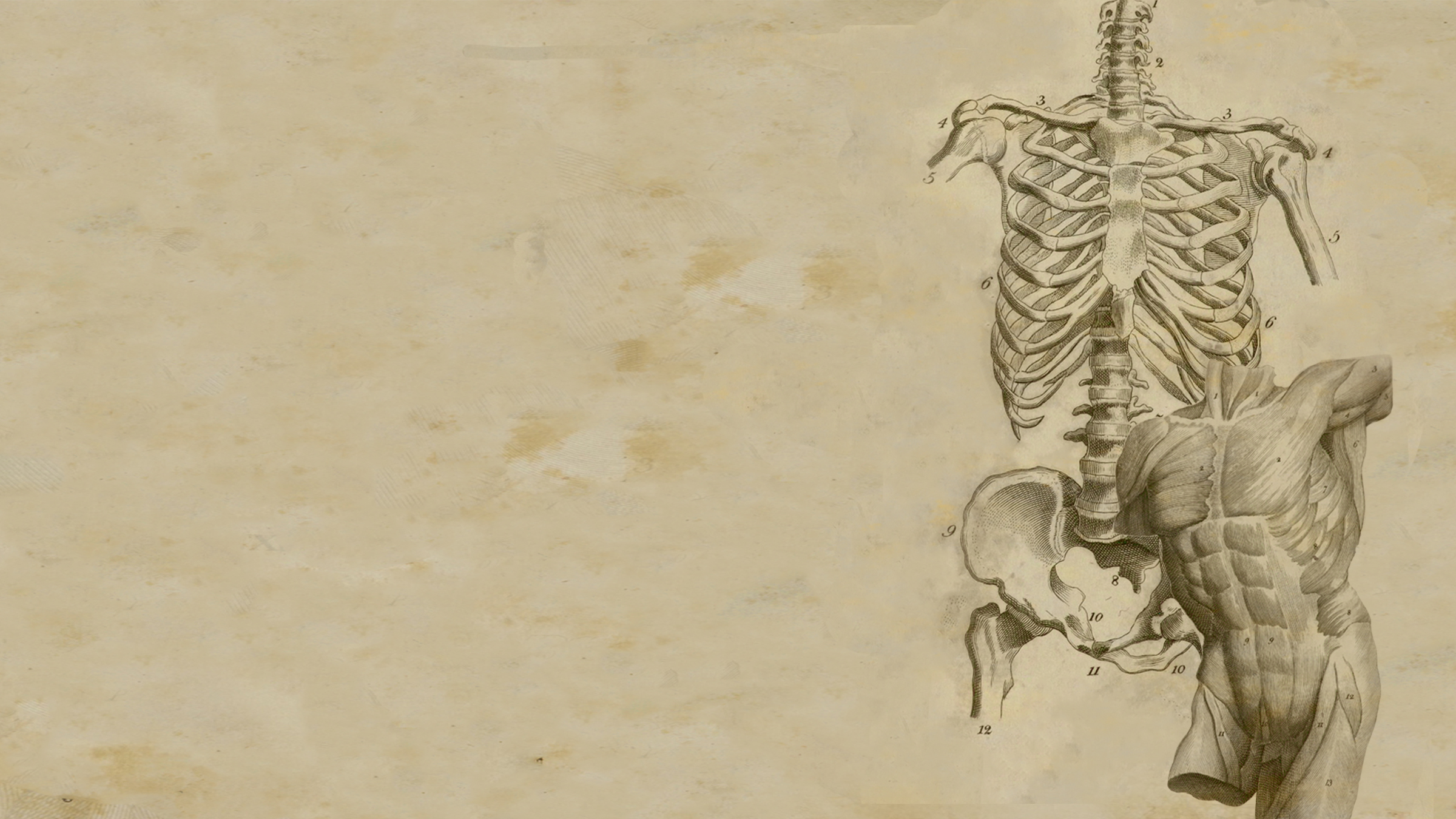 Prime Video: Anatomy for Beginners