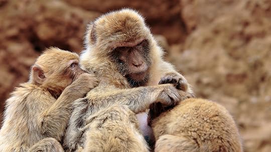 Prime Video: Jarunee - the Singing Ape