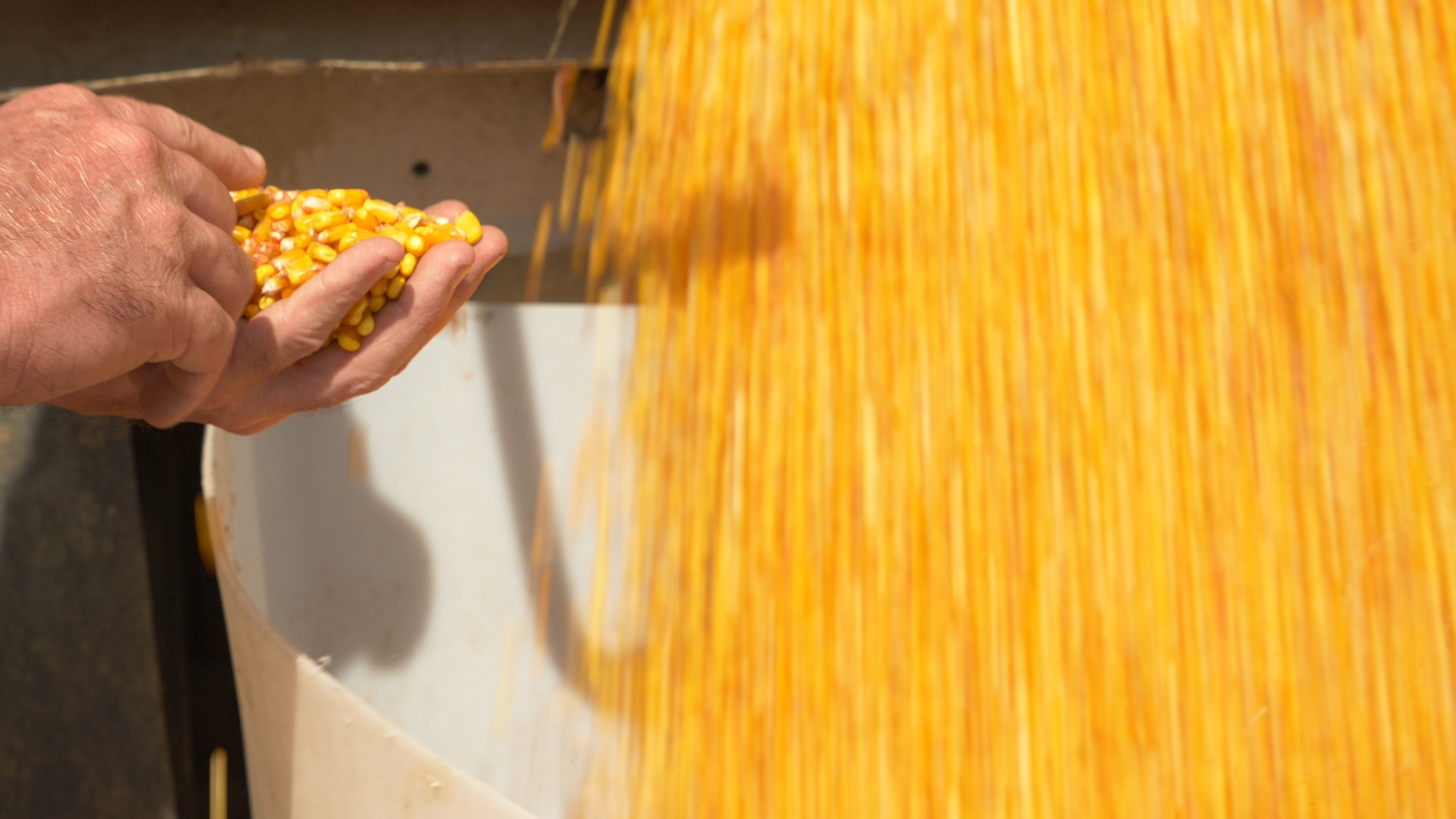 Watch Corn Warriors | Prime Video