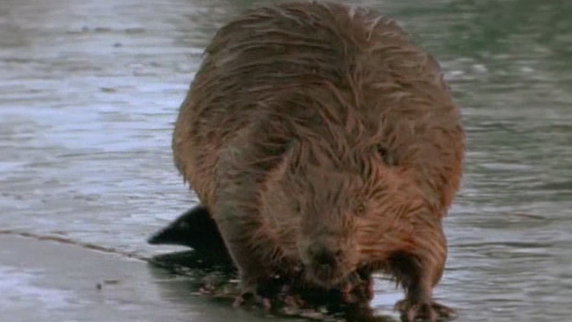 Watch Wolf Tale: Legend of the Giant Beaver | Prime Video