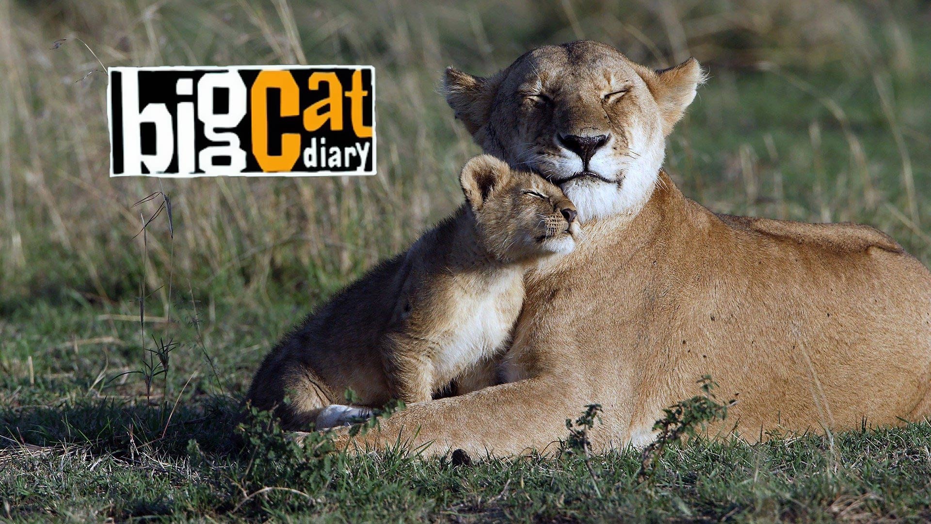 Watch Big Cat Week 2014 Season 1 | Prime Video
