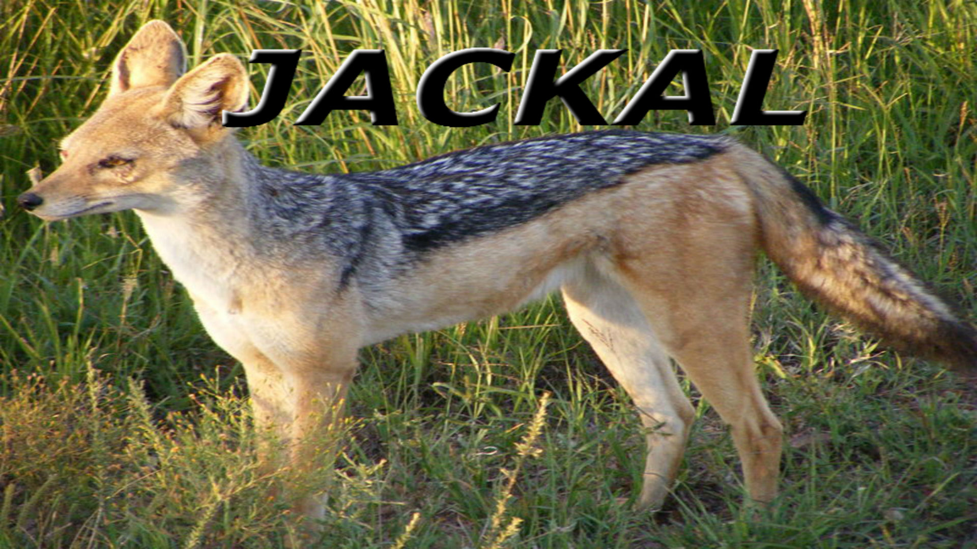 Watch Jackal | Prime Video