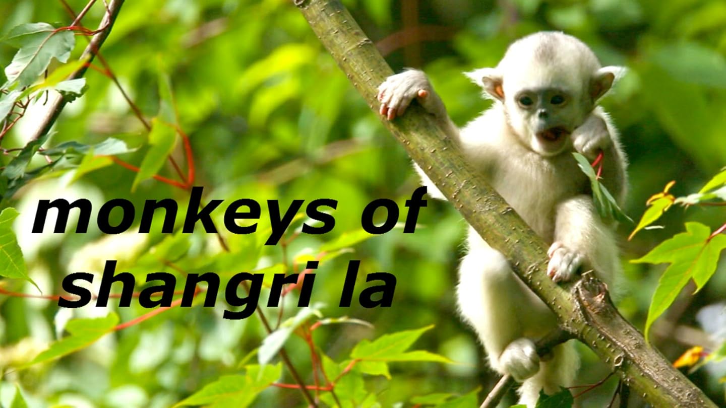 Watch Monkeys of Shangri-La | Prime Video