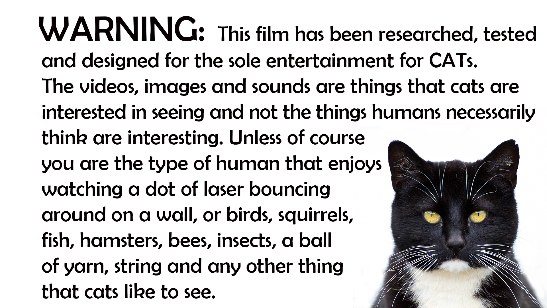 Watch Cat TV 3 - Television for Cats | Prime Video