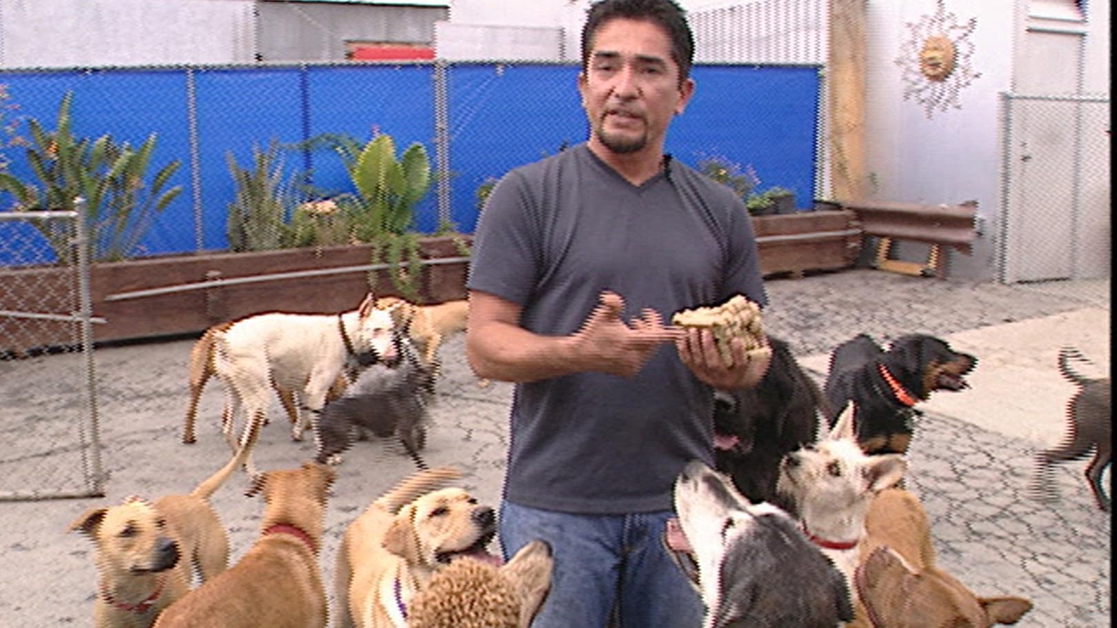 Watch Amazing Dogs | Prime Video