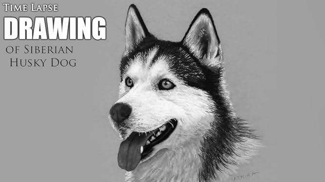 How To Draw A Realistic Husky Dog Step By Step