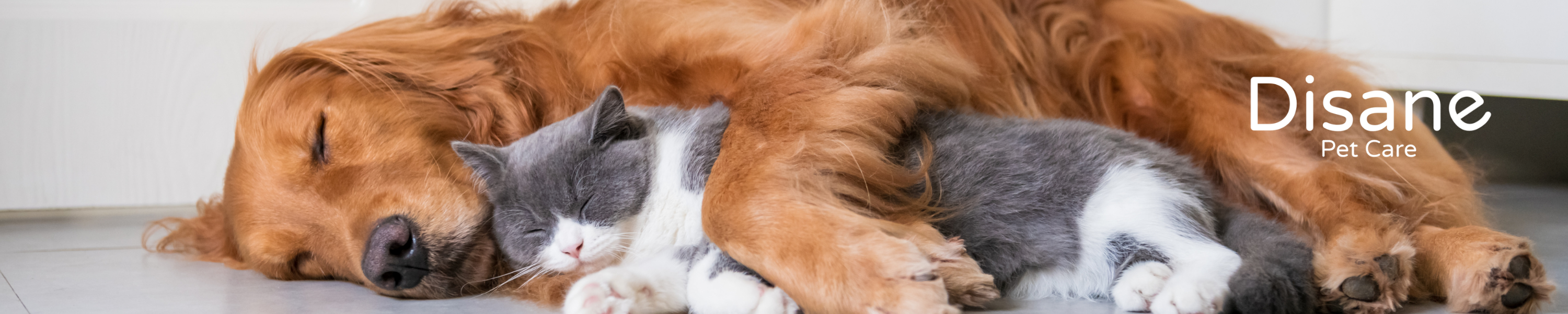 Amazon.fr: Disane Pet Care: SANTÉ ET BIEN-ÊTRE