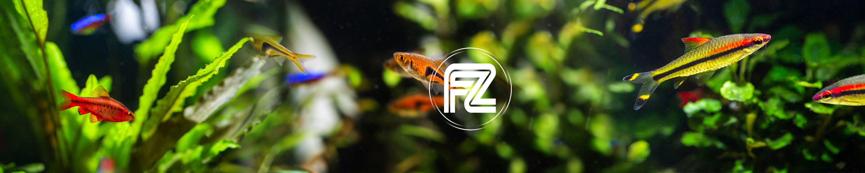 Amazon.co.uk: Fzone Studio: AQUASCAPING