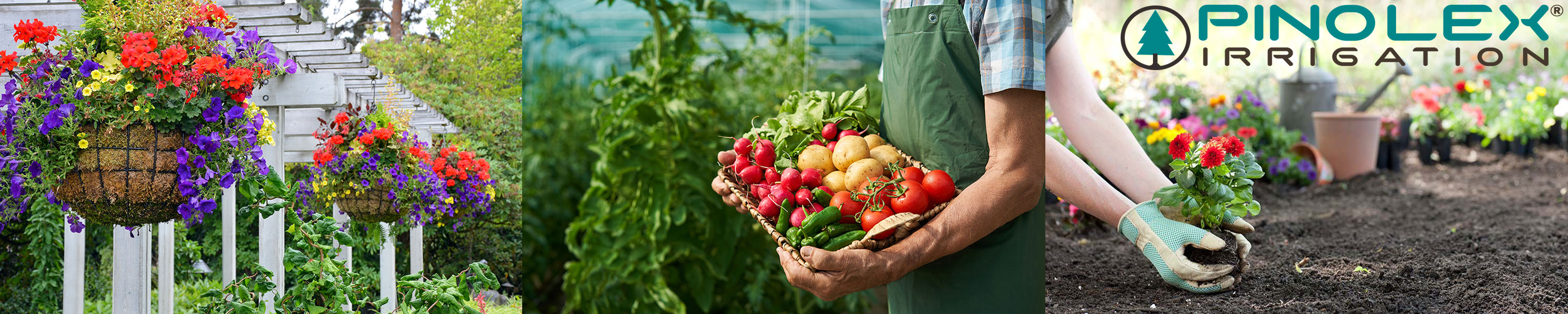 Amazon.in: Pinolex: Featured products