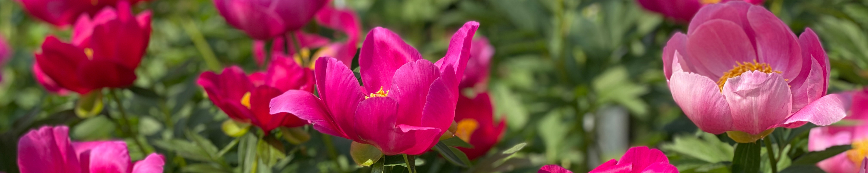 Amazon.co.uk: Primrose Hall Peonies: Patio