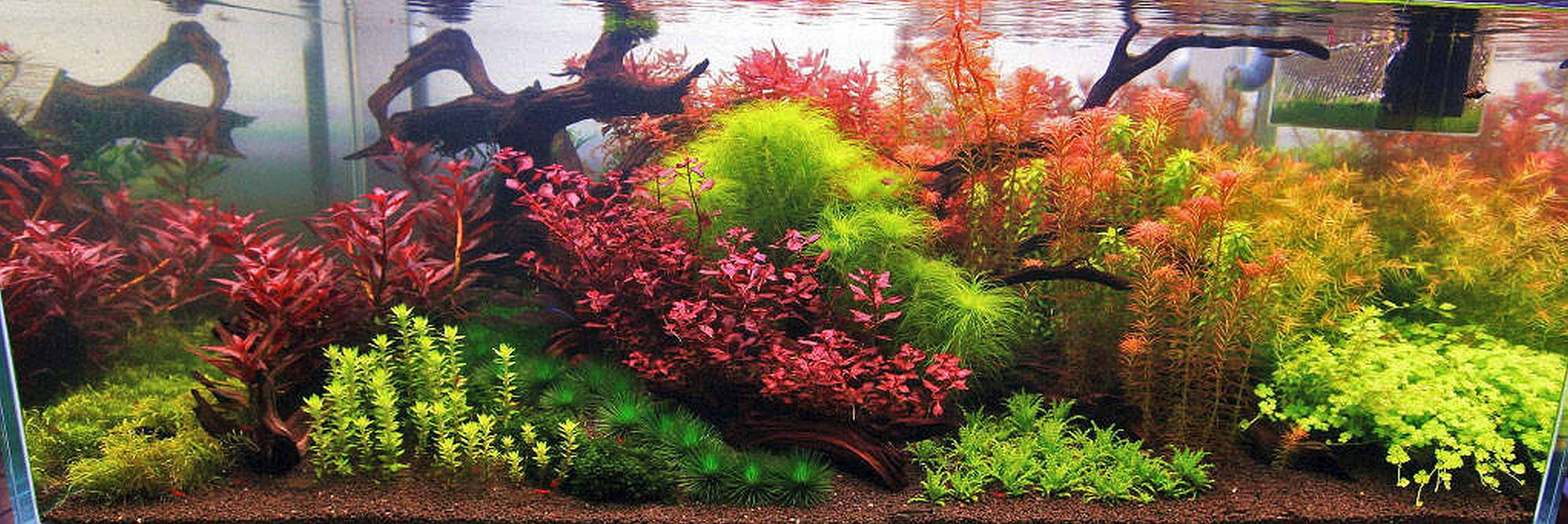 Amazon.co.uk: Biotope Aquatics Ltd: Aquarium Live Plants