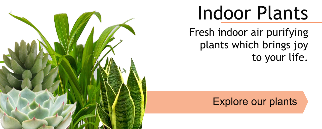 Amazon.in: primegreen