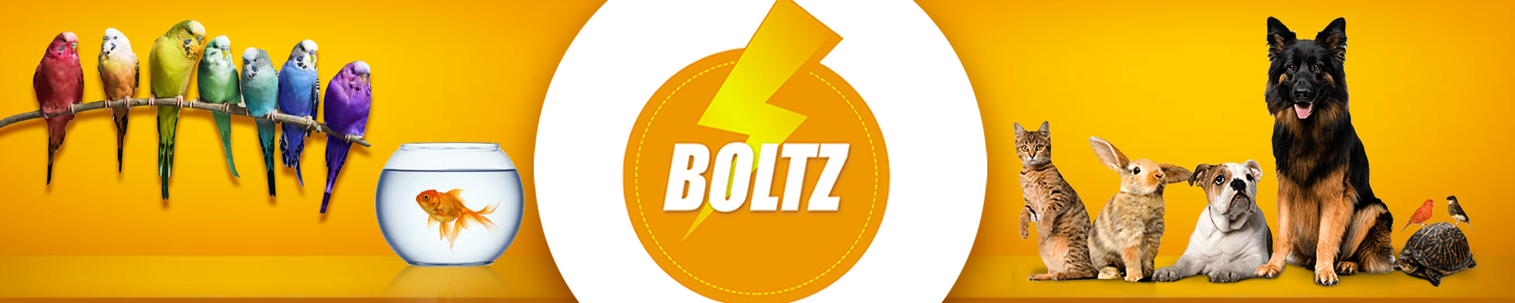 Amazon.in: BOLTZ