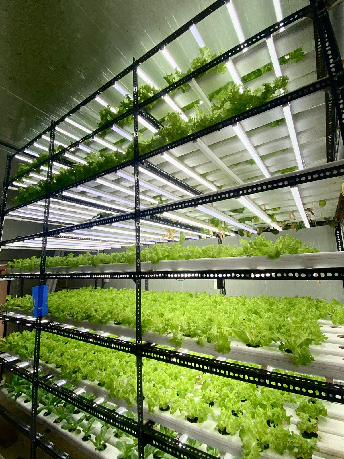 Amazon.in: Lano AgriTech